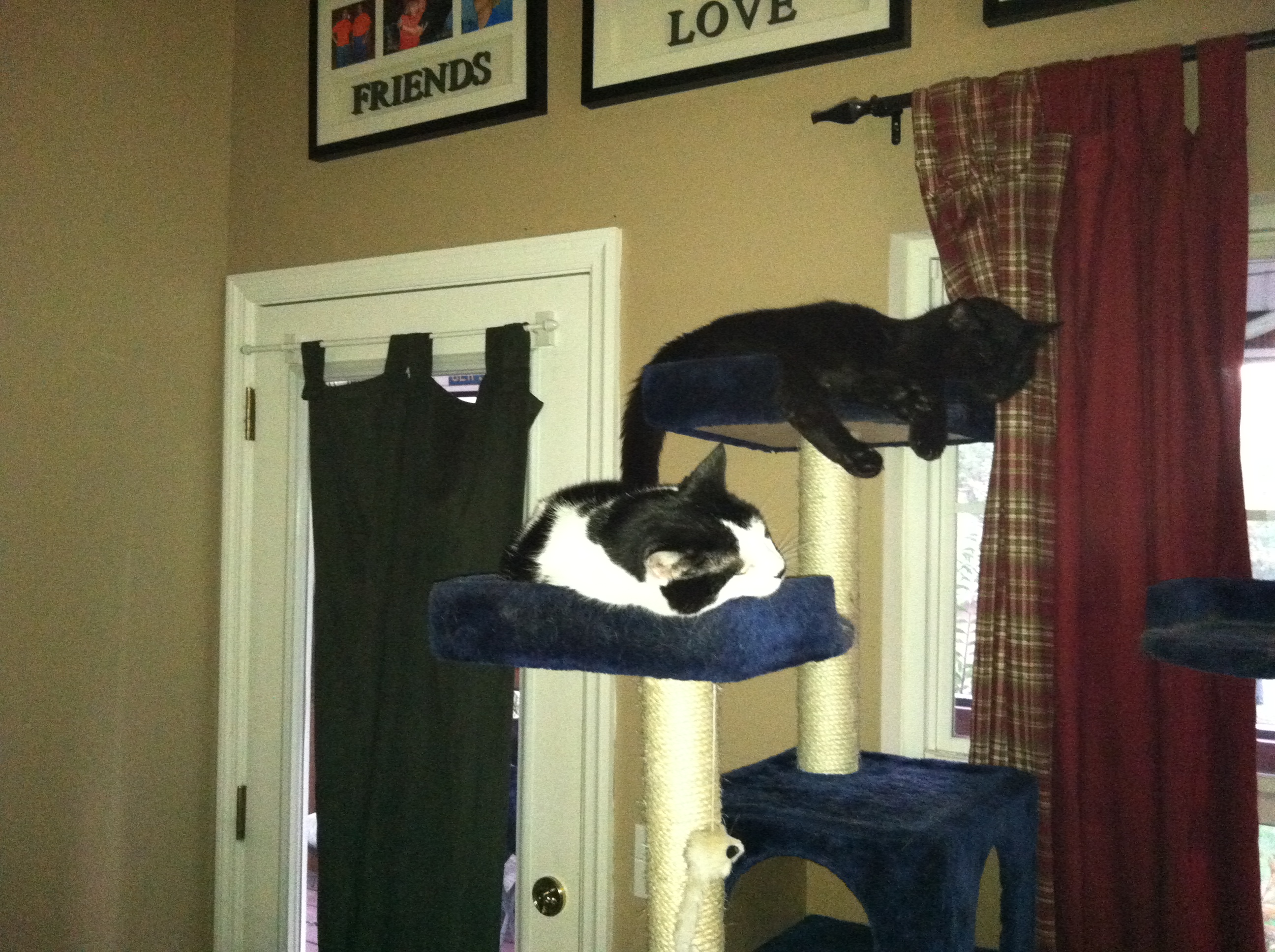 Irwin The Cat - Brian Gilbert